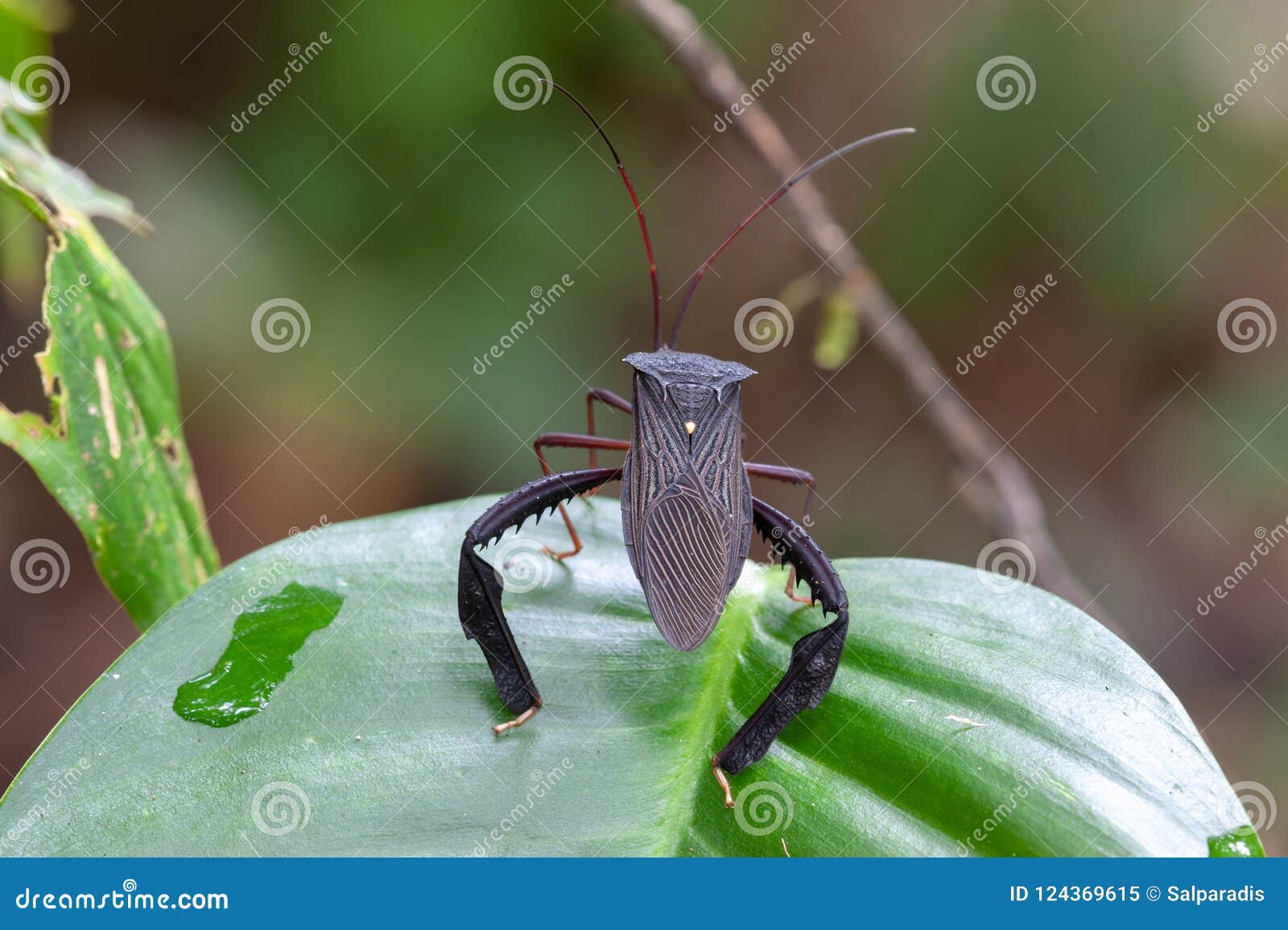 Coreid bug stock image. Image of coreid, america, tambopata - 124369615