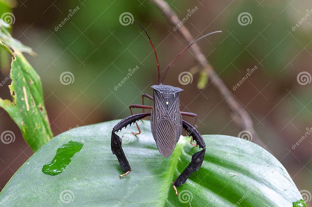 Coreid bug stock image. Image of coreid, america, tambopata - 124369615