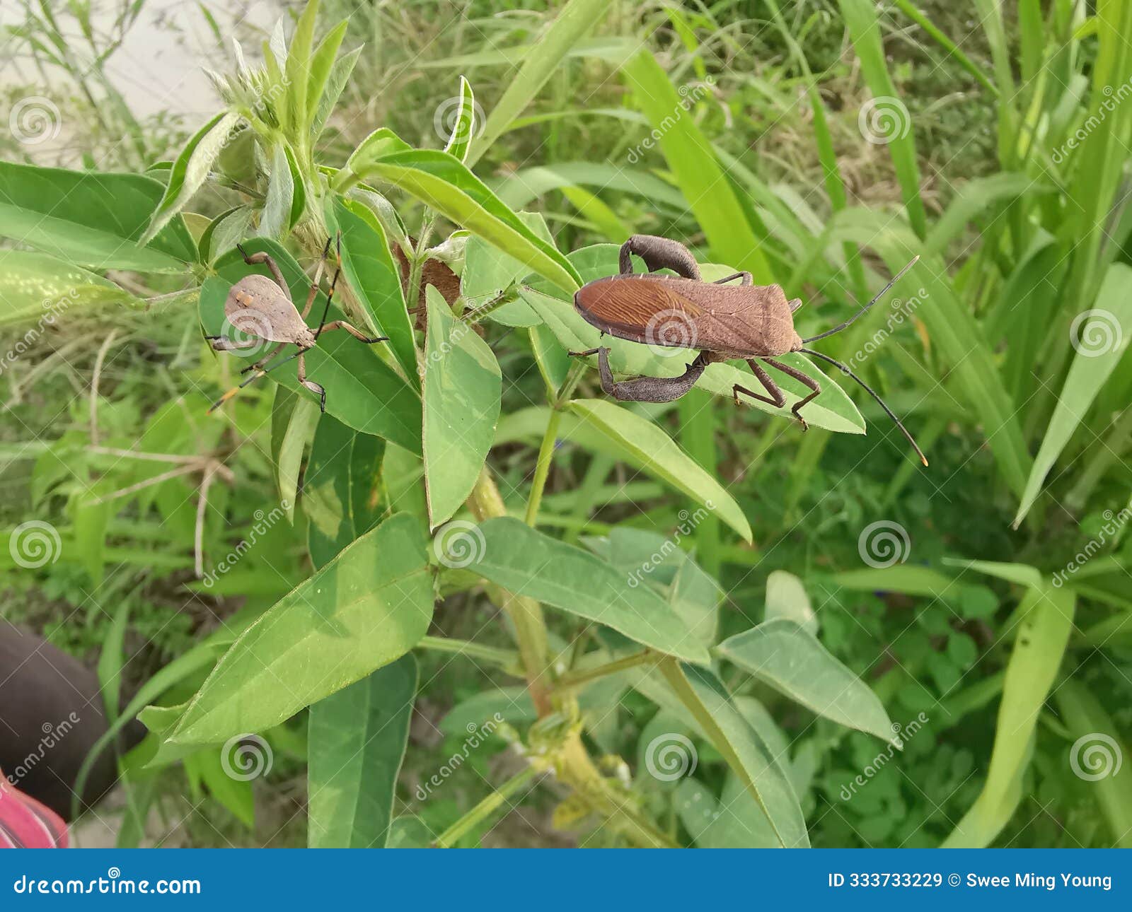 Coreid Leaf Footed Bug Climbing on the Creeping Weed Plant. Stock Image ...