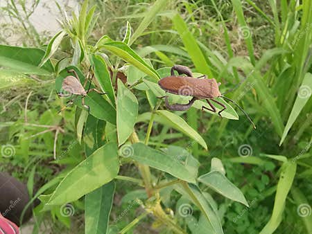 Coreid Leaf Footed Bug Climbing on the Creeping Weed Plant. Stock Image ...