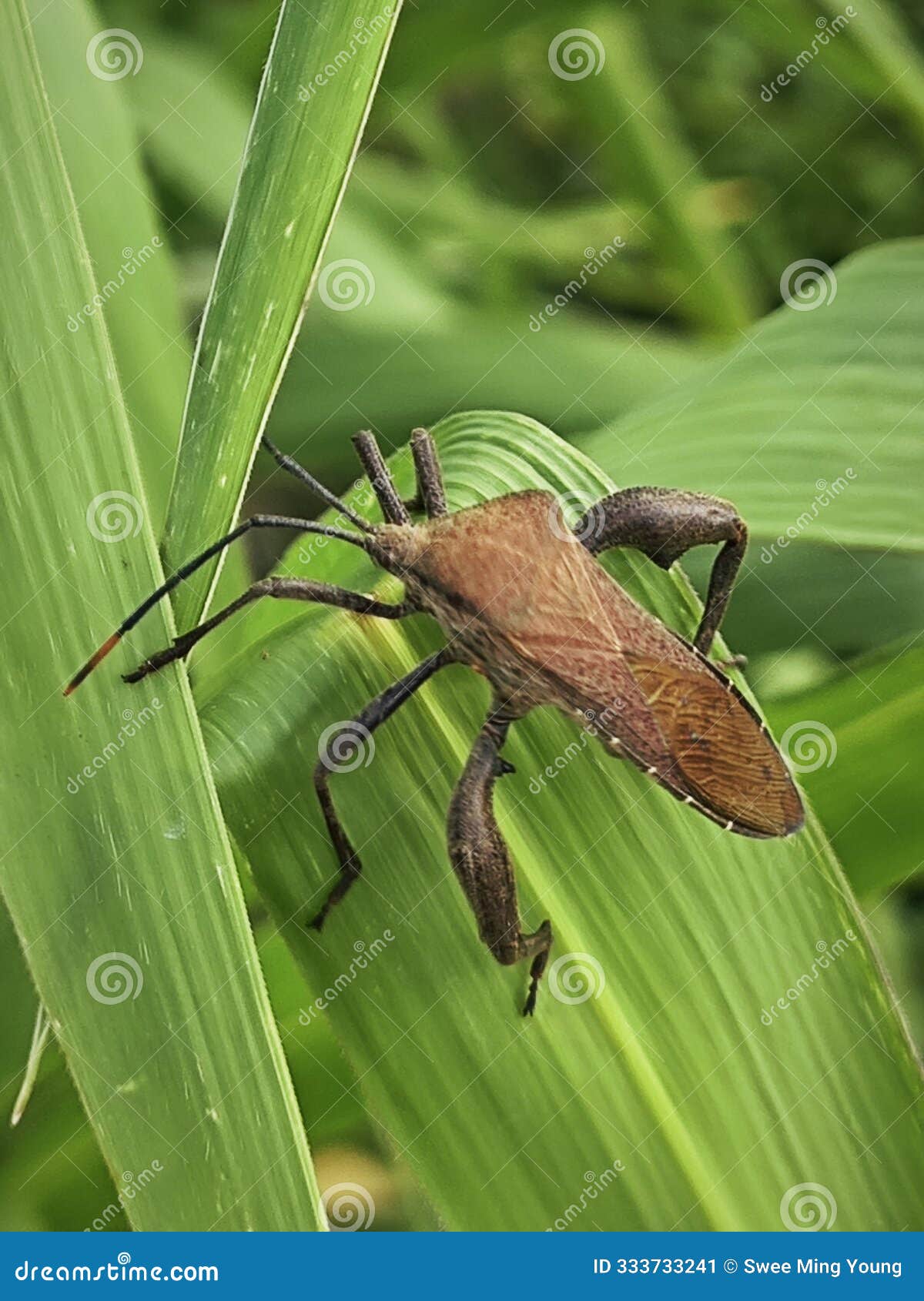 Coreid Leaf Footed Bug Climbing on the Creeping Weed Plant. Stock Image ...