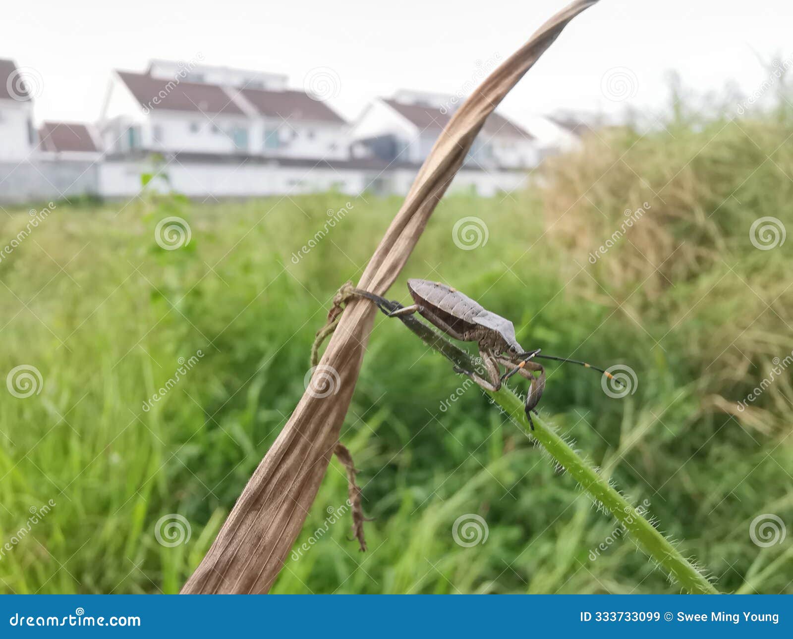 Coreid Leaf Footed Bug Climbing on the Creeping Weed Plant. Stock Image ...