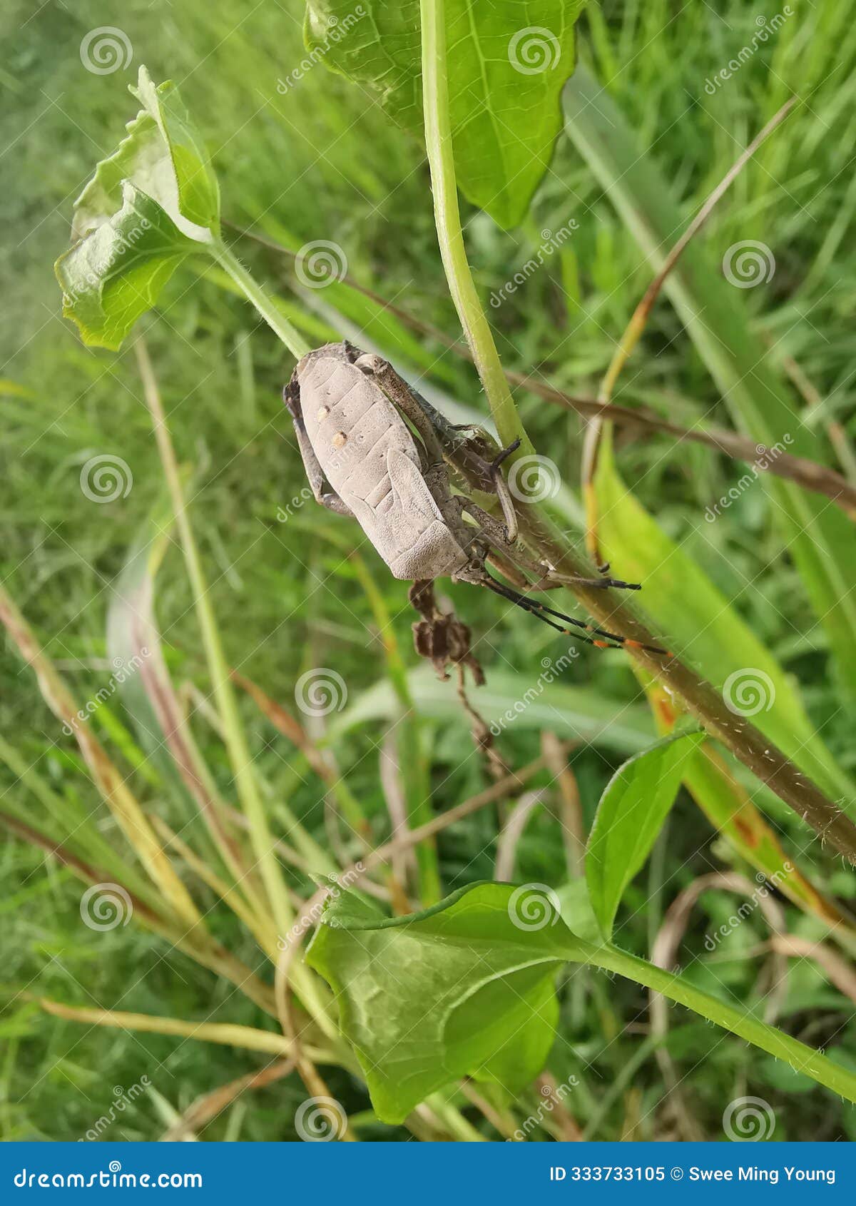 Coreid Leaf Footed Bug Climbing on the Creeping Weed Plant. Stock Image ...