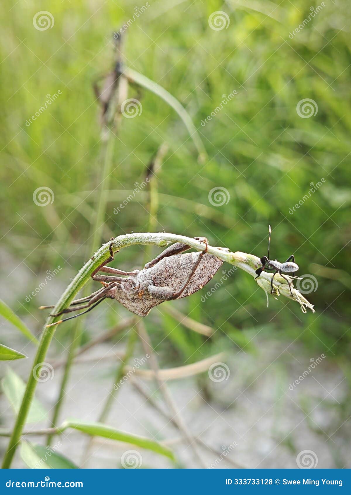 Coreid Leaf Footed Bug Climbing on the Creeping Weed Plant. Stock Photo ...