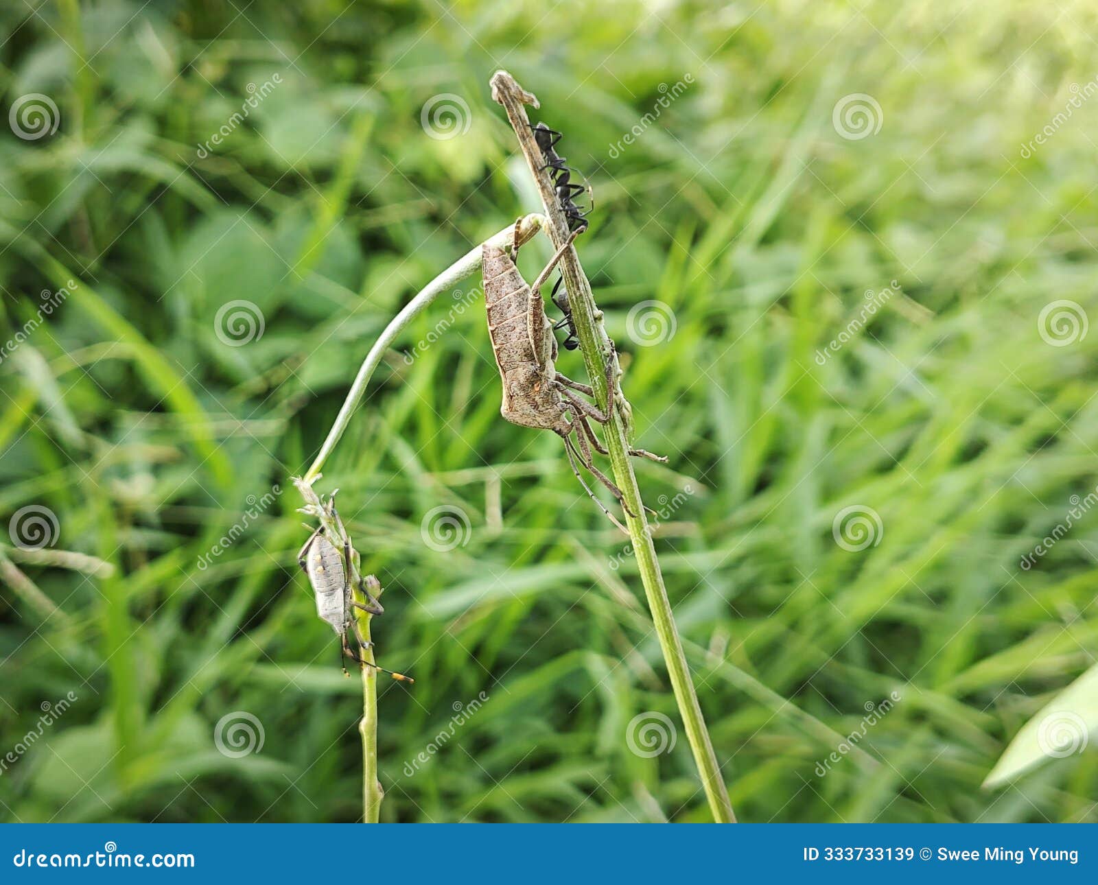Coreid Leaf Footed Bug Climbing on the Creeping Weed Plant. Stock Image ...