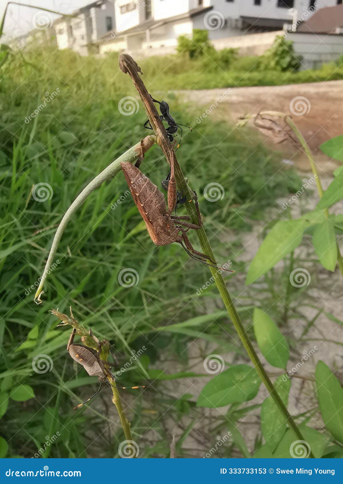 Coreid Leaf Footed Bug Climbing on the Creeping Weed Plant. Stock Image ...