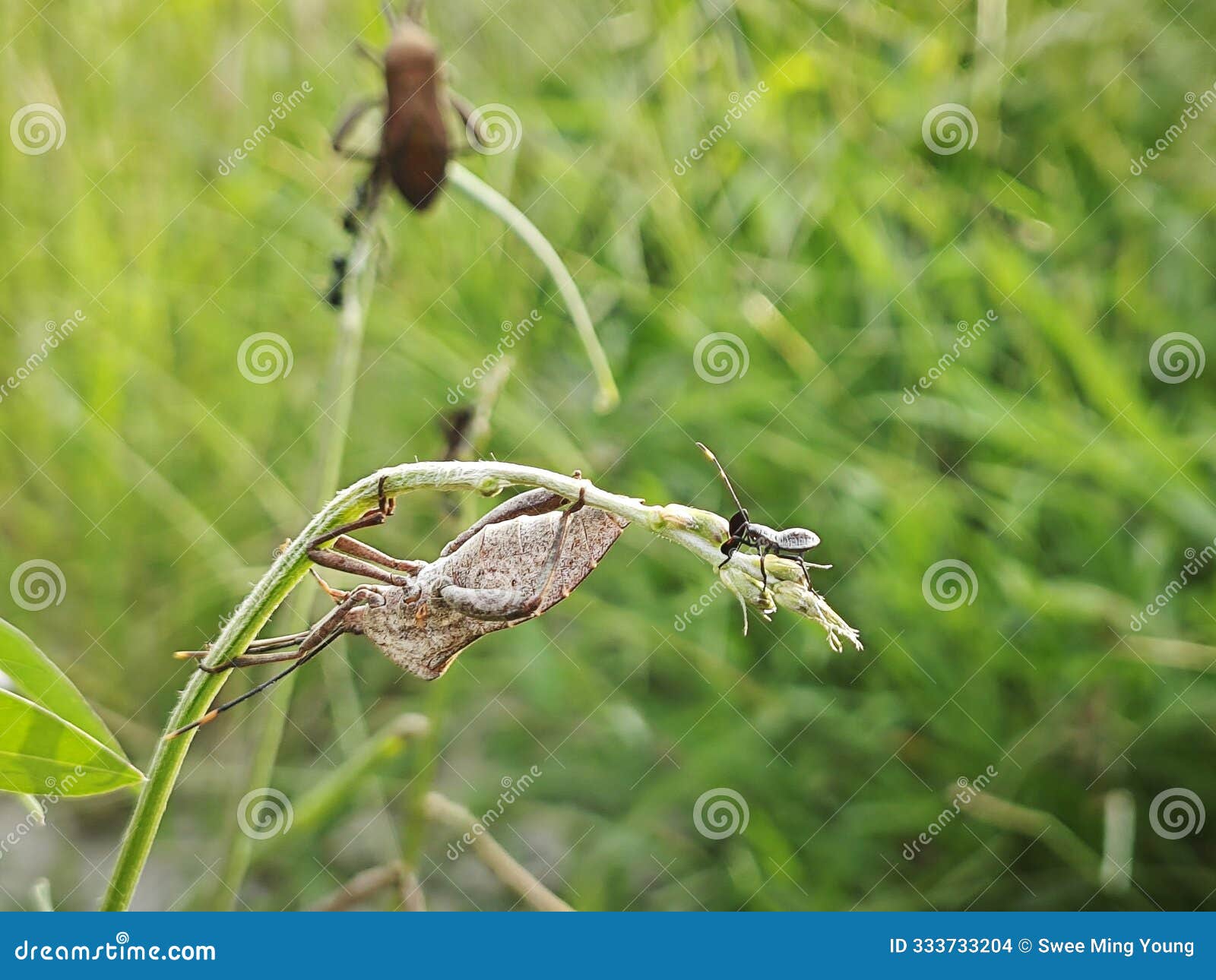 Coreid Leaf Footed Bug Climbing on the Creeping Weed Plant. Stock Photo ...