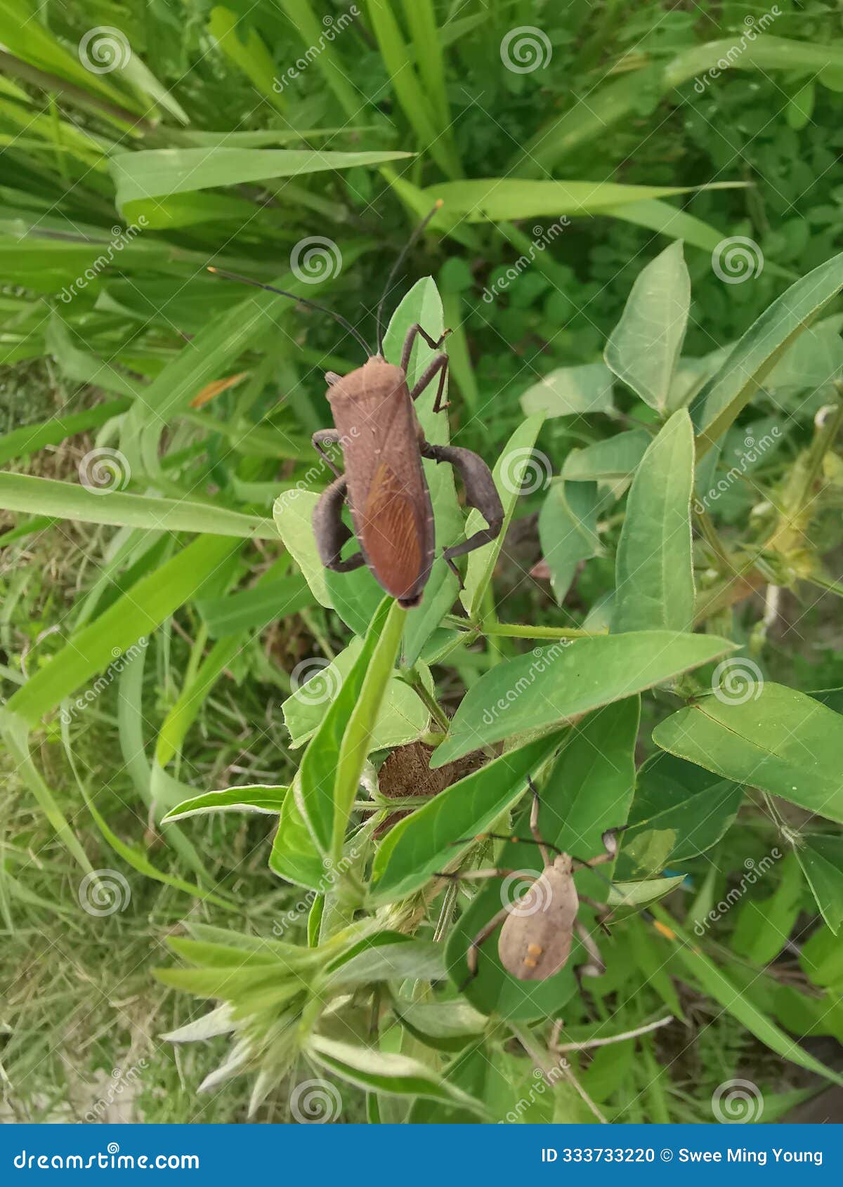 Coreid Leaf Footed Bug Climbing on the Creeping Weed Plant. Stock Photo ...
