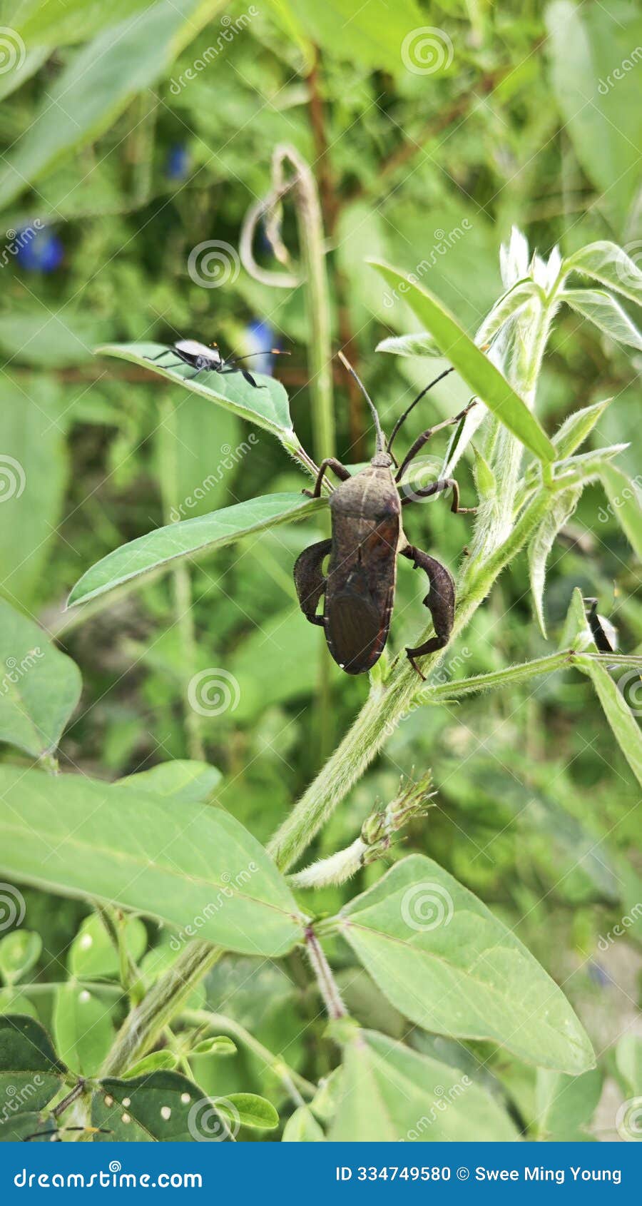 Coreid Leaf Footed Bug Climbing on the Creeping Weed Plant. Stock Photo ...