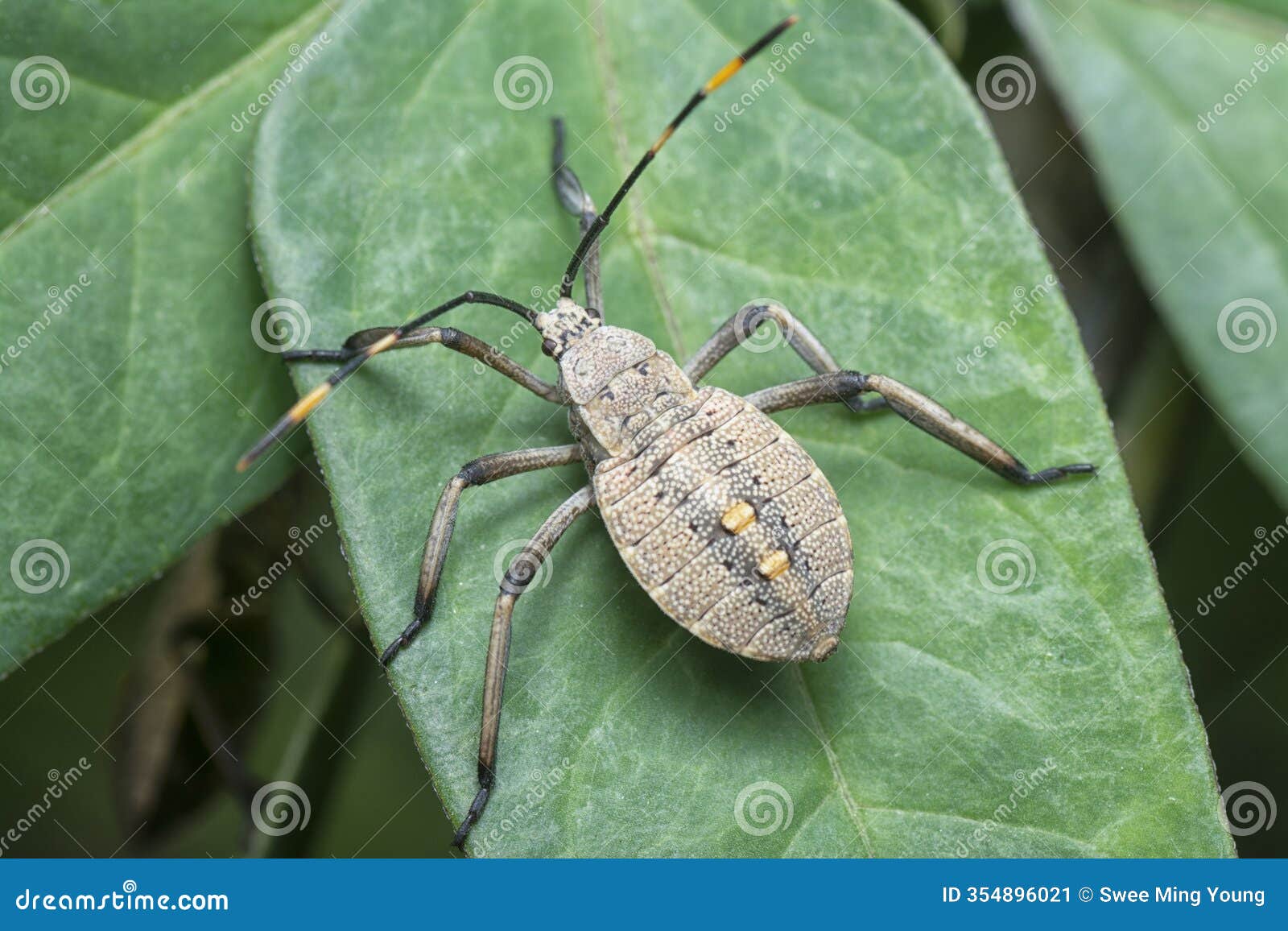 Coreid Leaf Footed Bug Climbing on the Weed Plant. Stock Image - Image ...