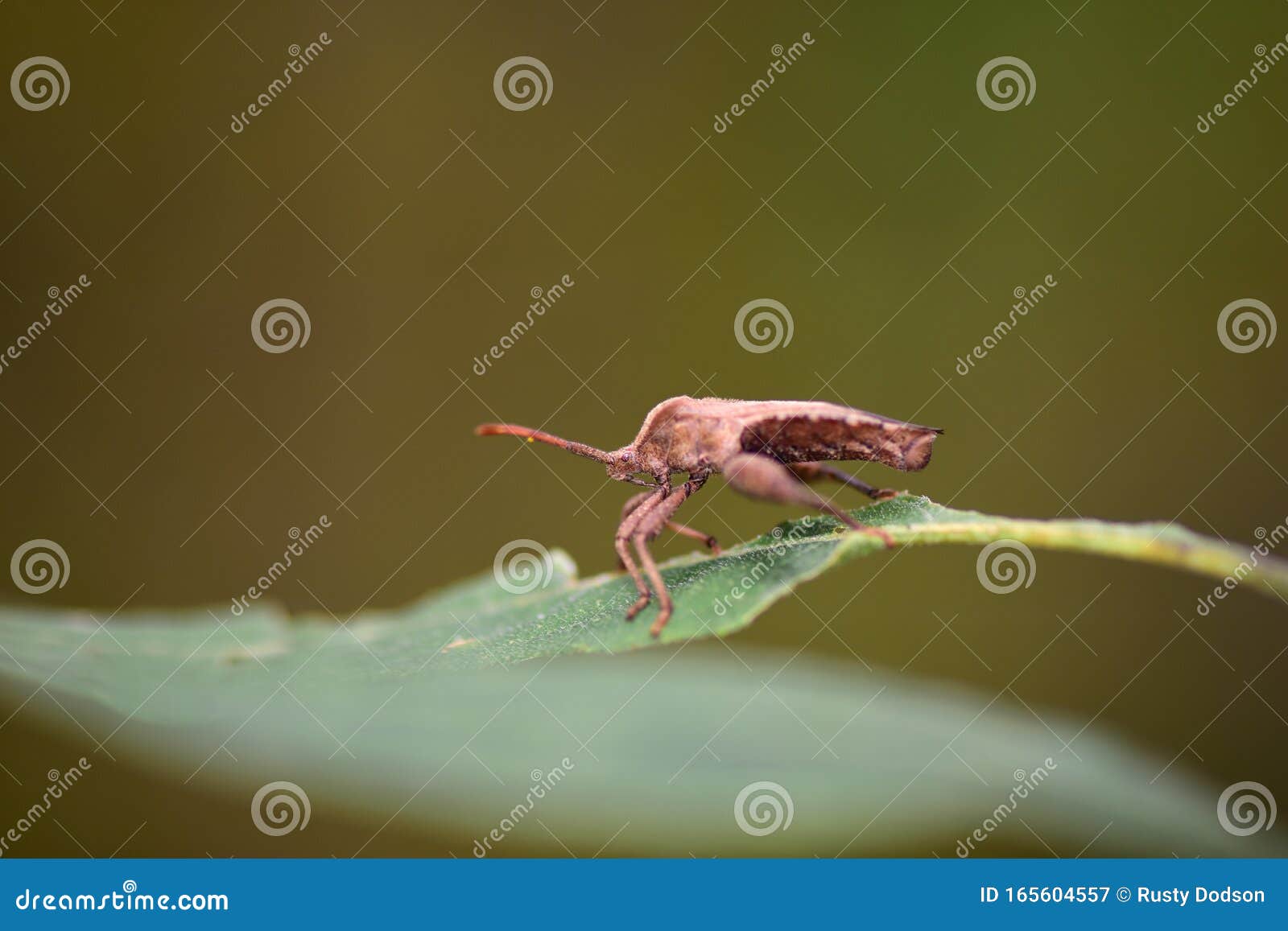 Coreidae stock image. Image of antenna, single, outdoor - 165604557