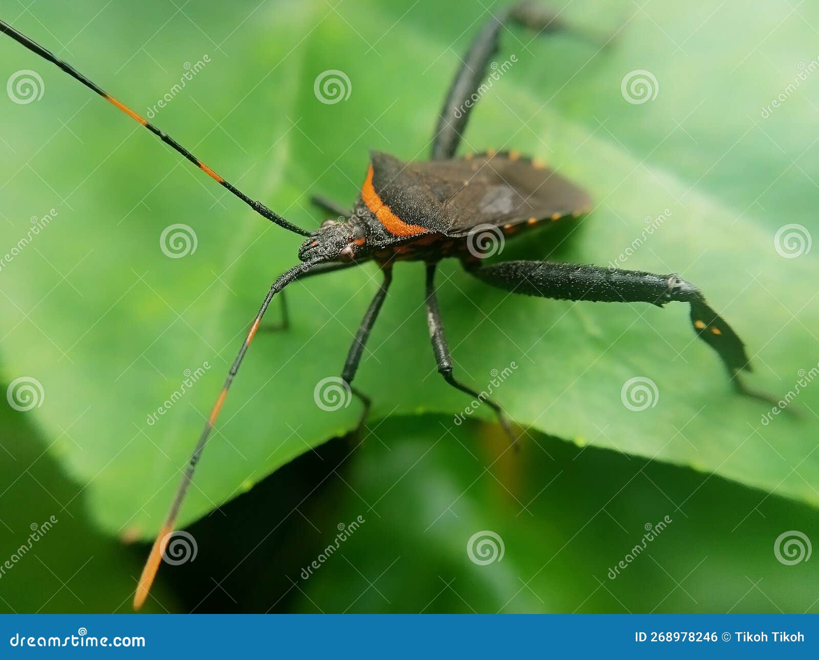 Coreidae Sap-sucking Bed Bugs on Leaves Stock Photo - Image of beetle ...
