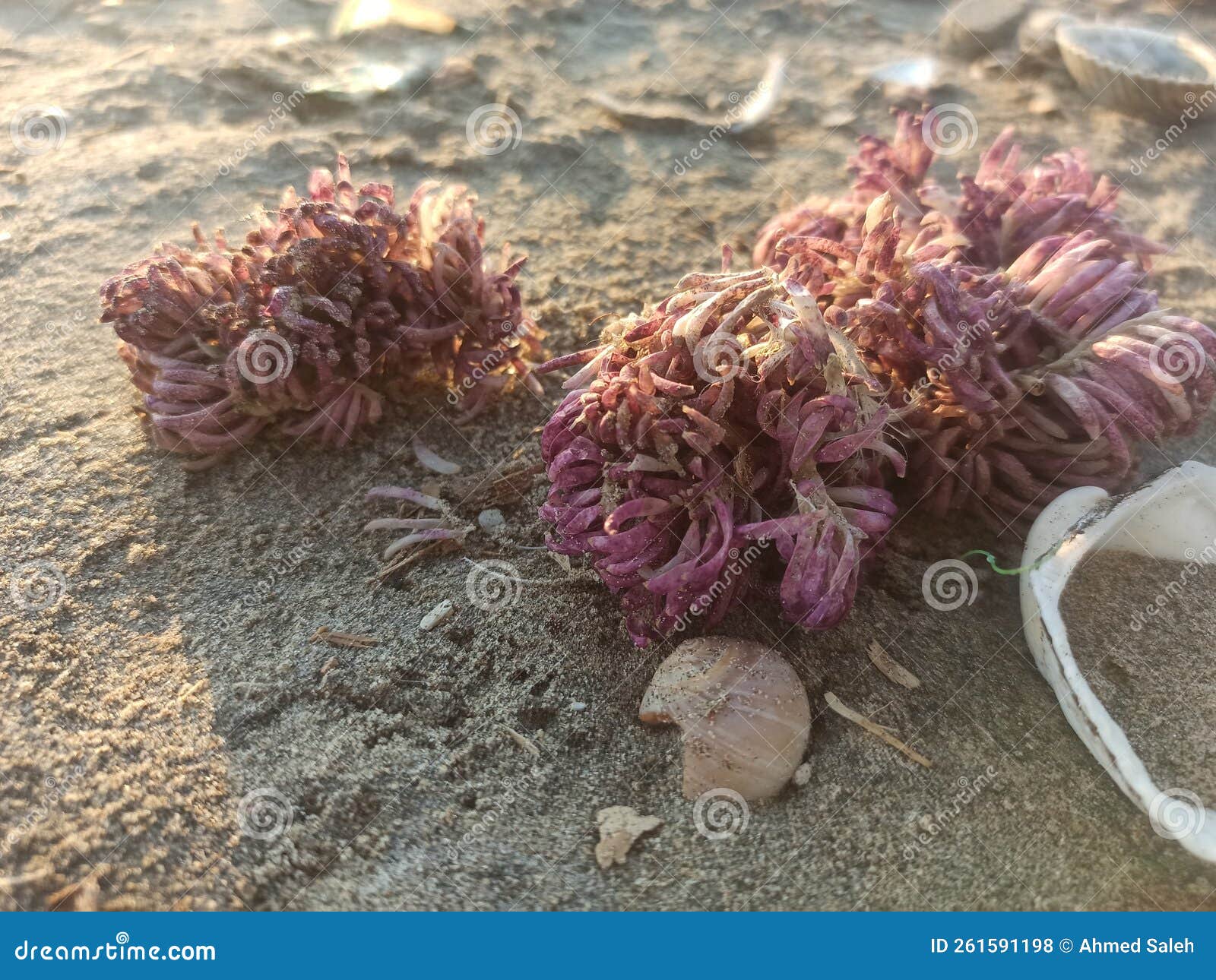 Corel Reefs Rose on Sand Beach Stock Photo - Image of reef, frost ...