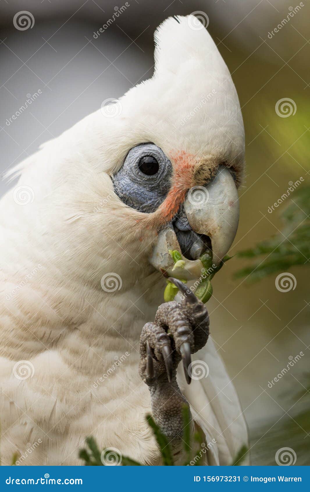 Corella Cockatoo En Australia Imagen de archivo - Imagen de animales ...