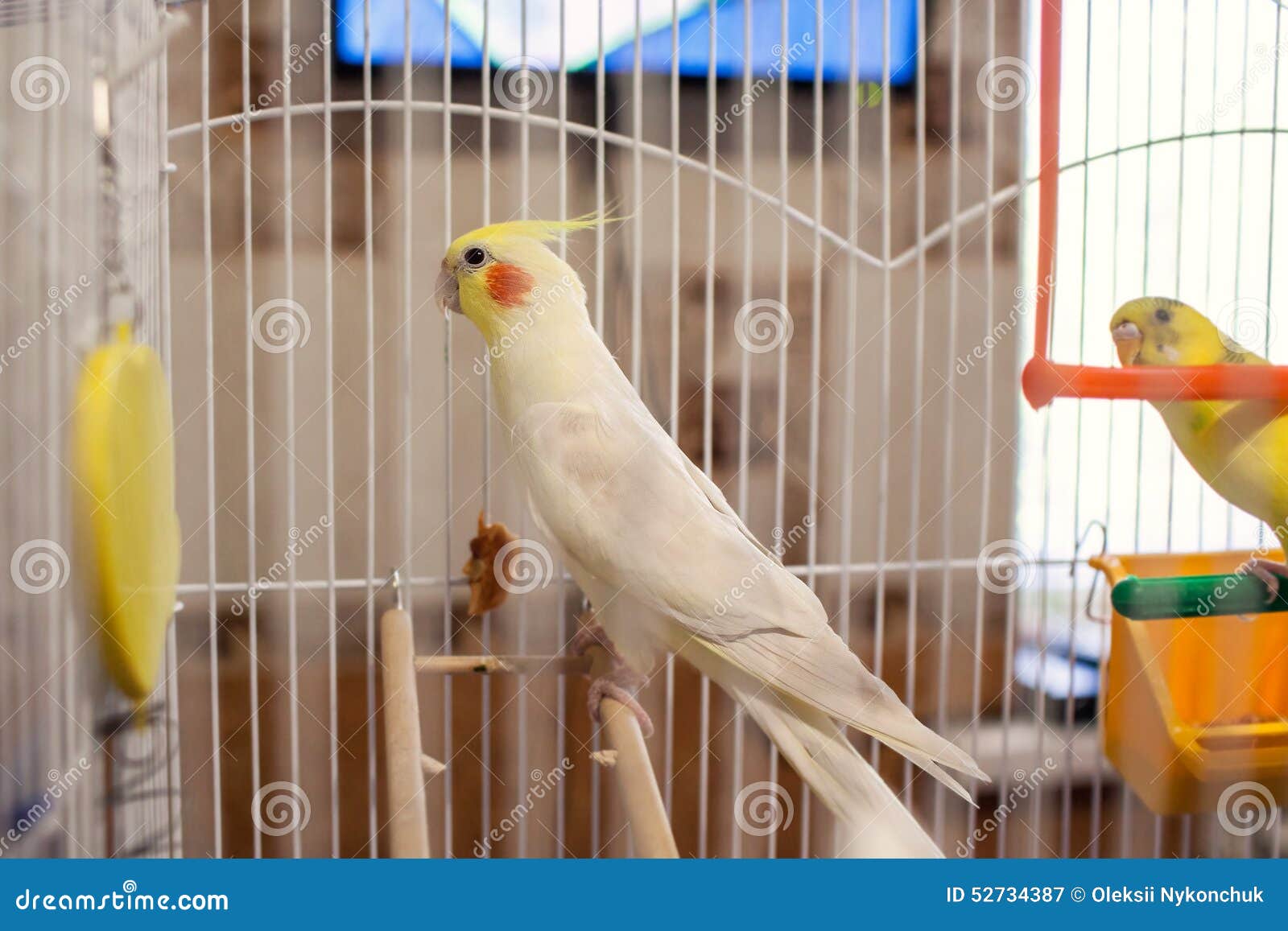 Corella parrot in a cage stock image. Image of bird, crest - 52734387