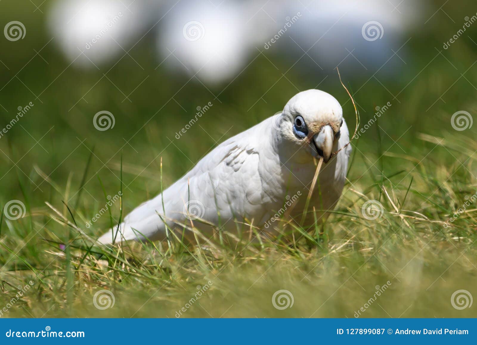 Corella Parrot Isolated stock image. Image of isolated - 127899087