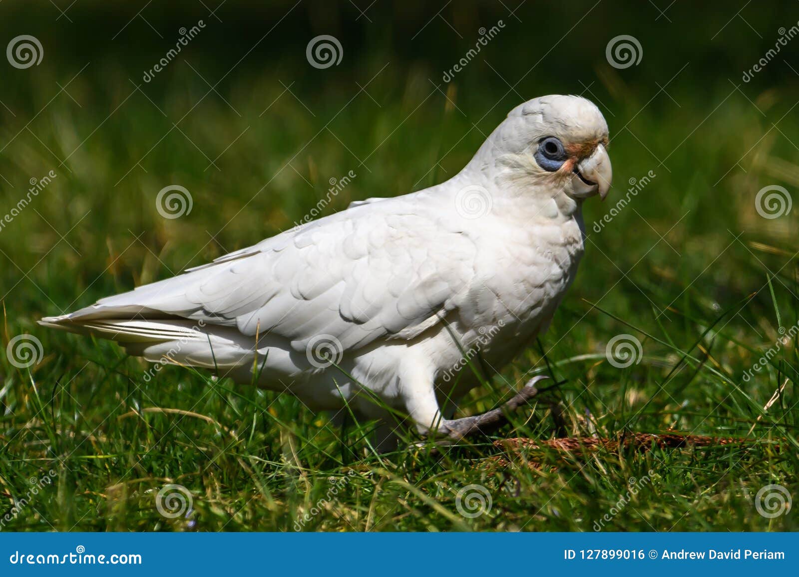Corella Parrot Isolated stock photo. Image of cute, beauty - 127899016