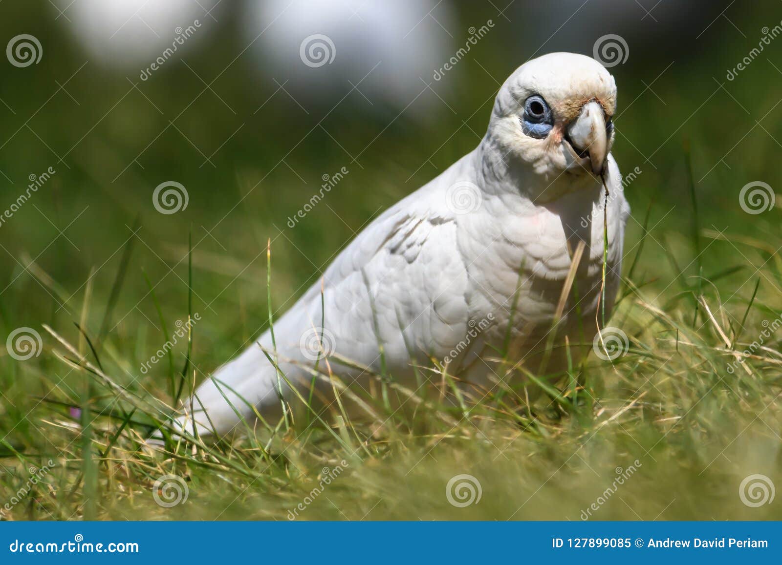 Corella Parrot Isolated stock image. Image of outdoors - 127899085