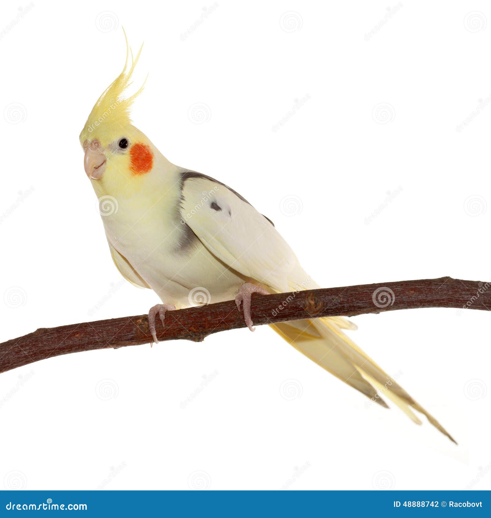 Corella Parrot Sitting on the Branch Stock Photo - Image of bird, shot ...