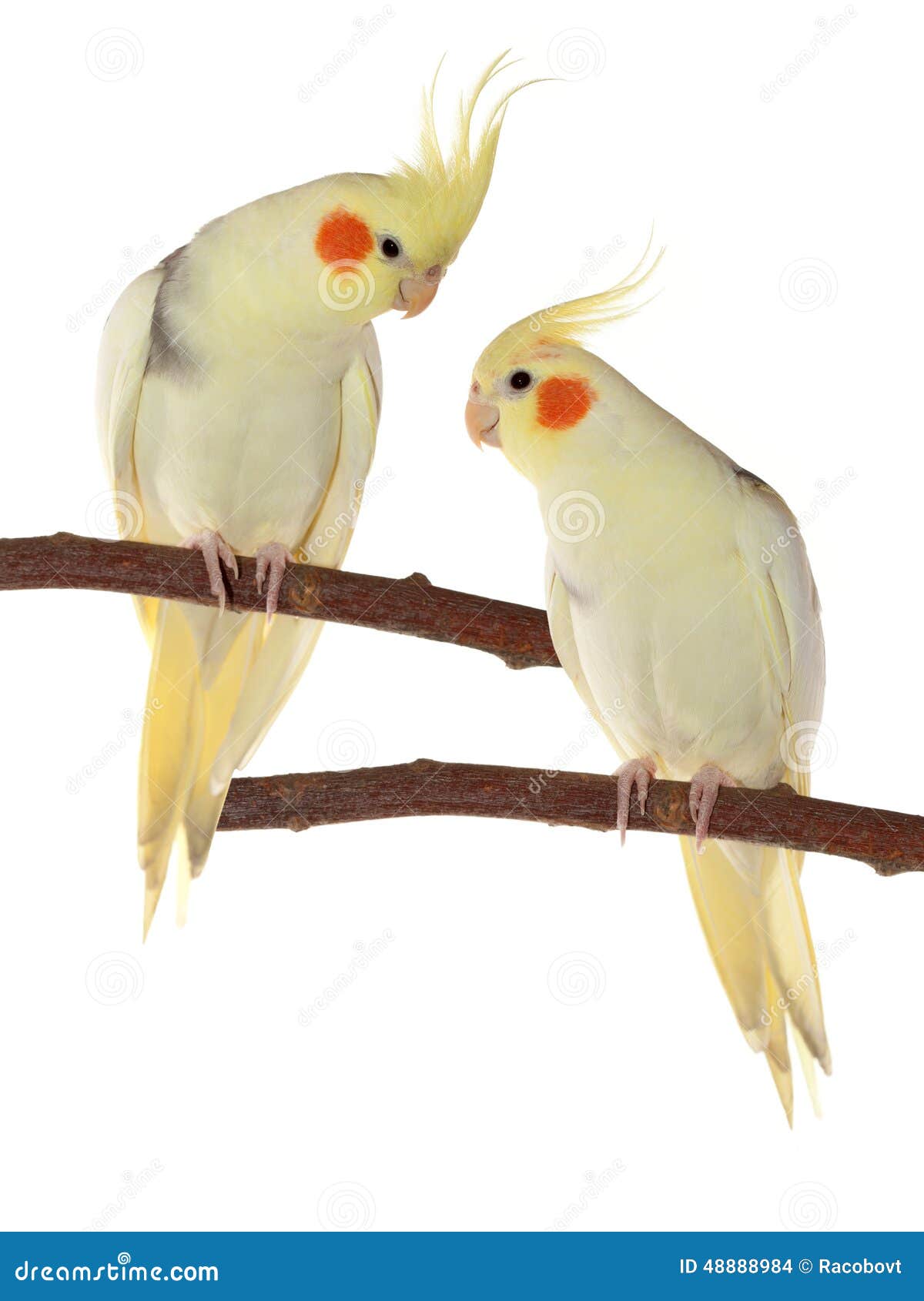 Corella Parrots Sitting on the Branch Stock Photo - Image of smile ...