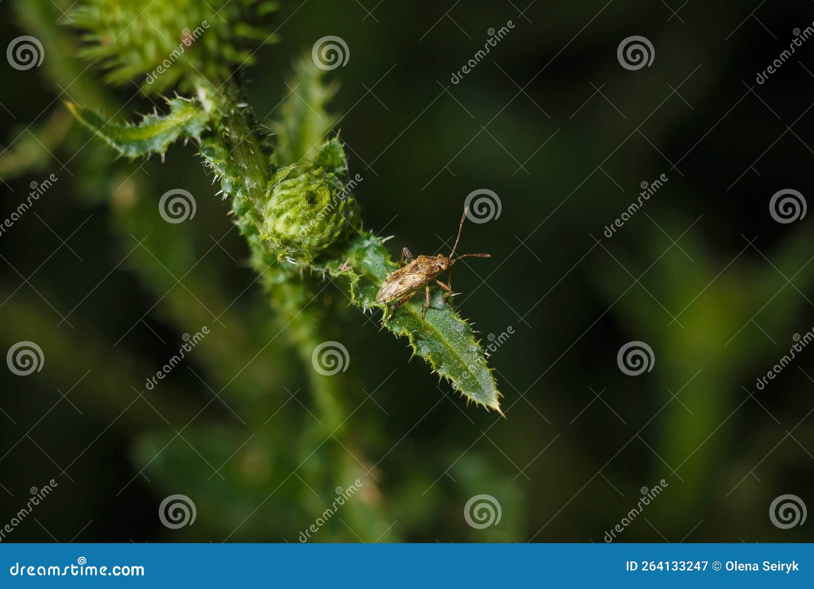 Coreoidea Beetle or Leaf Footed Bug, Tiny Invertebrate Insect on Green ...