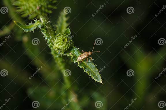Coreoidea Beetle or Leaf Footed Bug, Tiny Invertebrate Insect on Green ...