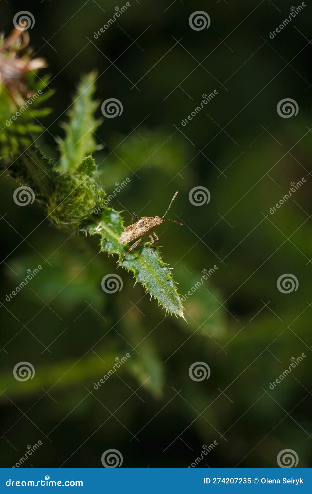 Coreoidea Beetle or Leaf Footed Bug, Tiny Invertebrate Insect on Green ...