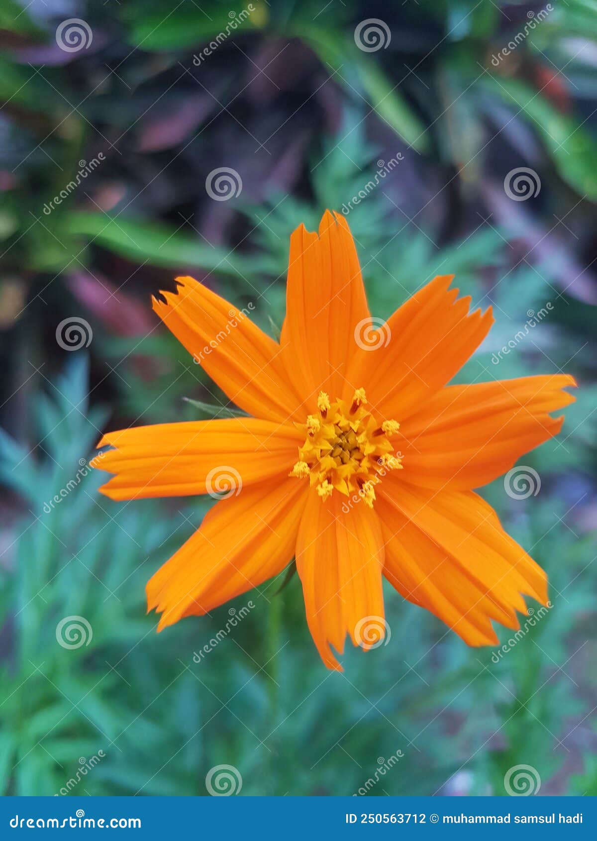 Coreopsis Auriculata & X28; Kenikir & X29; in the Afternoon are Very ...