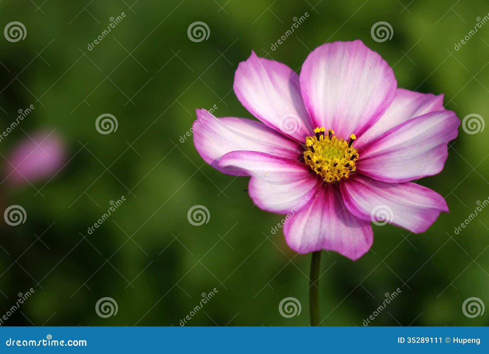 A coreopsis flower stock image. Image of blossoming, arrangement - 35289111