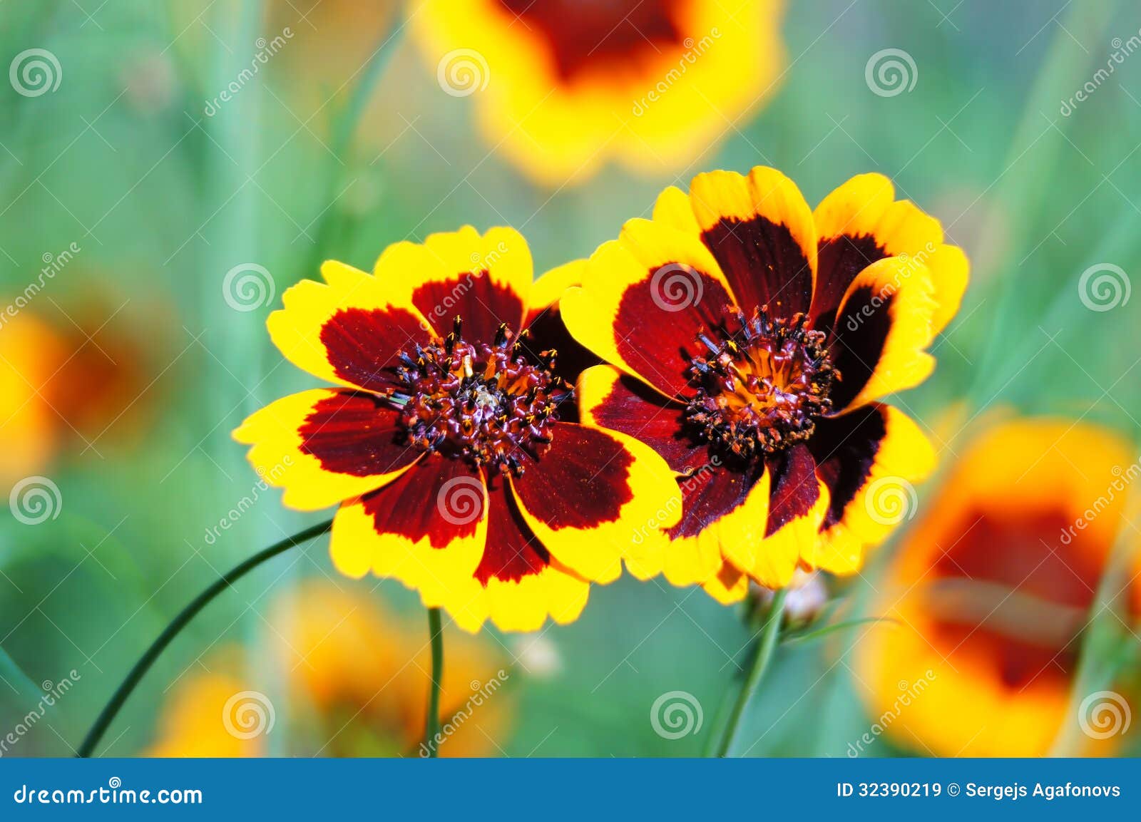 Coreopsis flowers. stock image. Image of closeup, decorative - 32390219