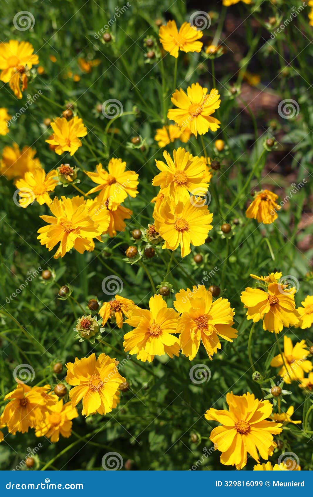 Coreopsis Lanceolata, the Lance-leaved Coreopsis, Stock Image - Image ...