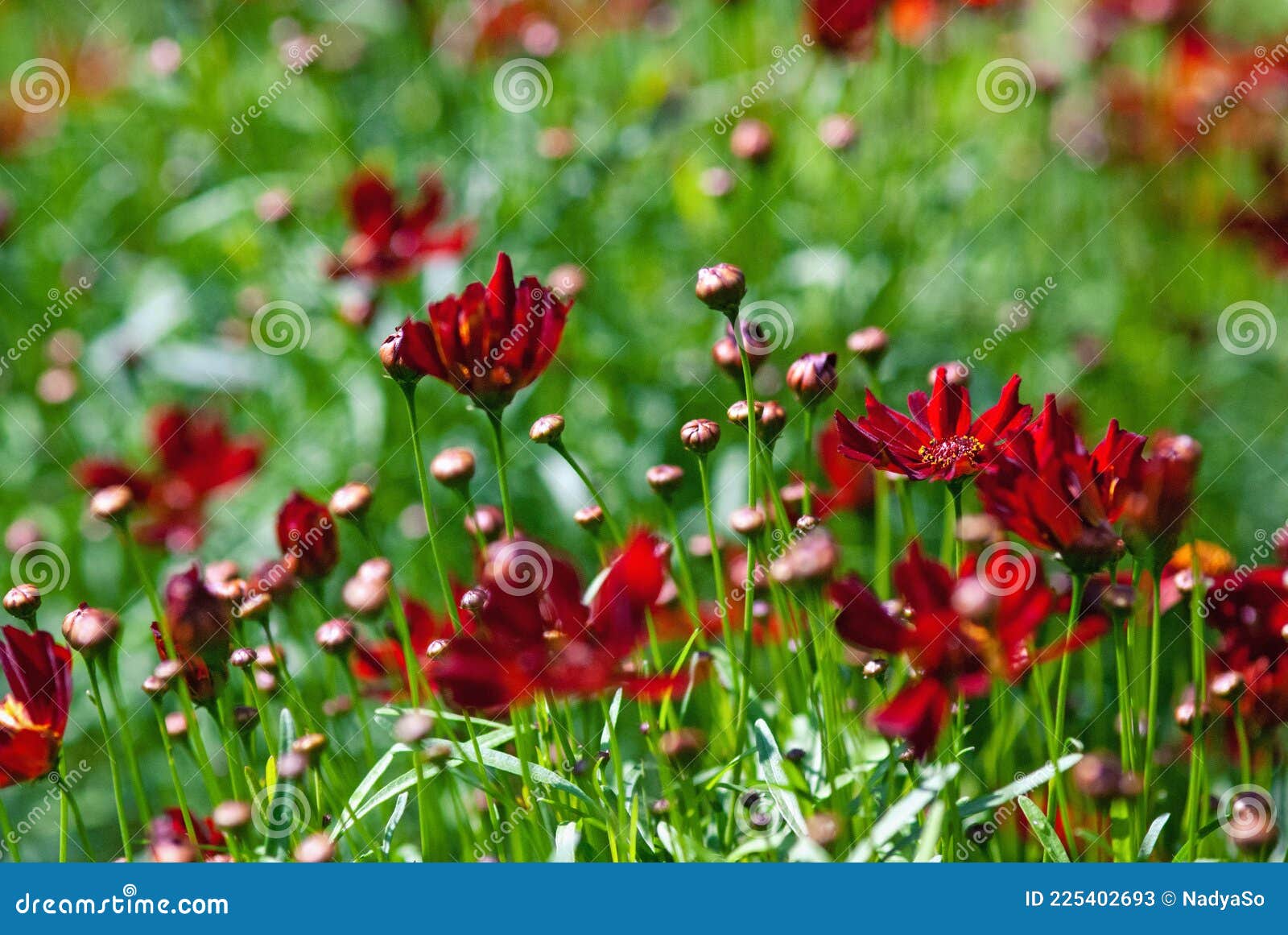 Coreopsis Limerock Ruby Tickseed Red Flowers Blooming in the Garden ...