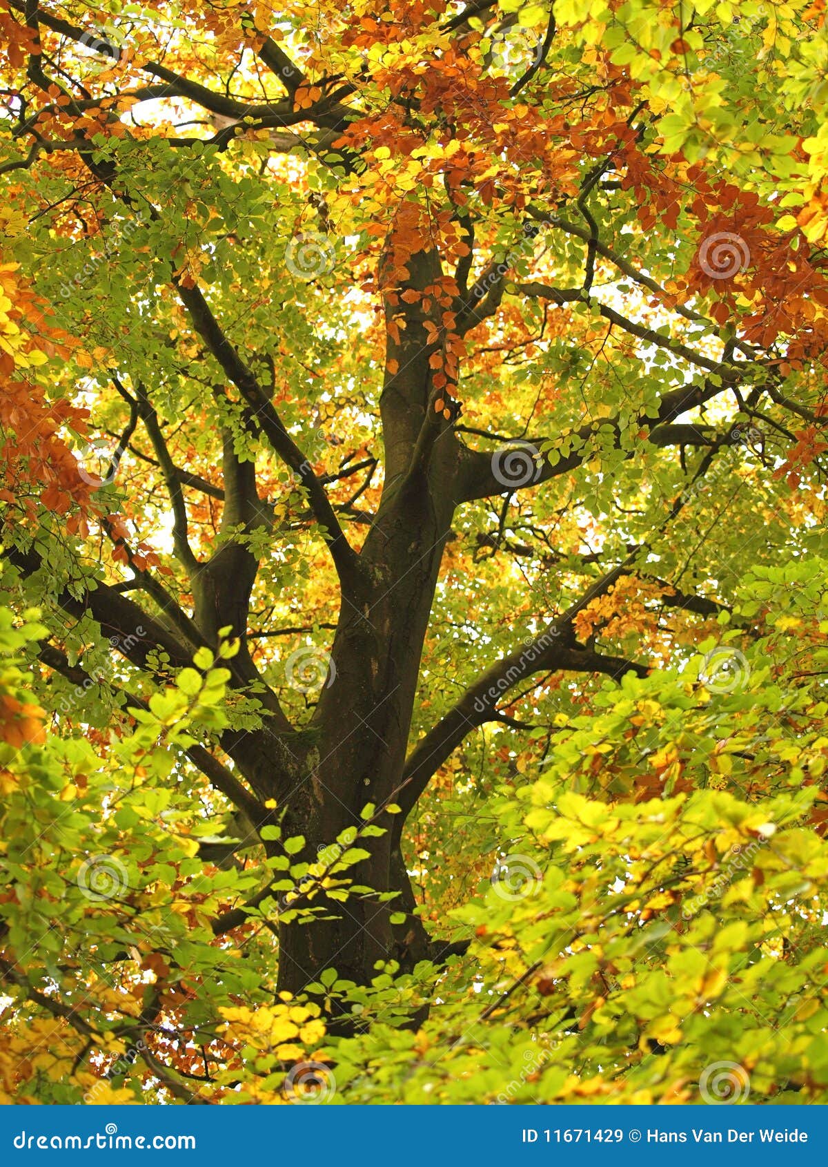 Cores da faia imagem de stock. Imagem de folhas, faia - 11671429