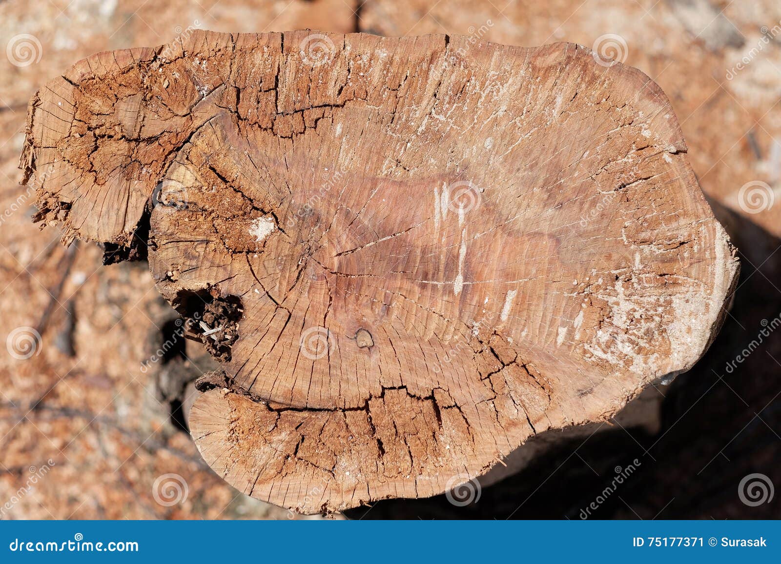 110 Cores Trees Stock Photos - Free & Royalty-Free Stock Photos from ...