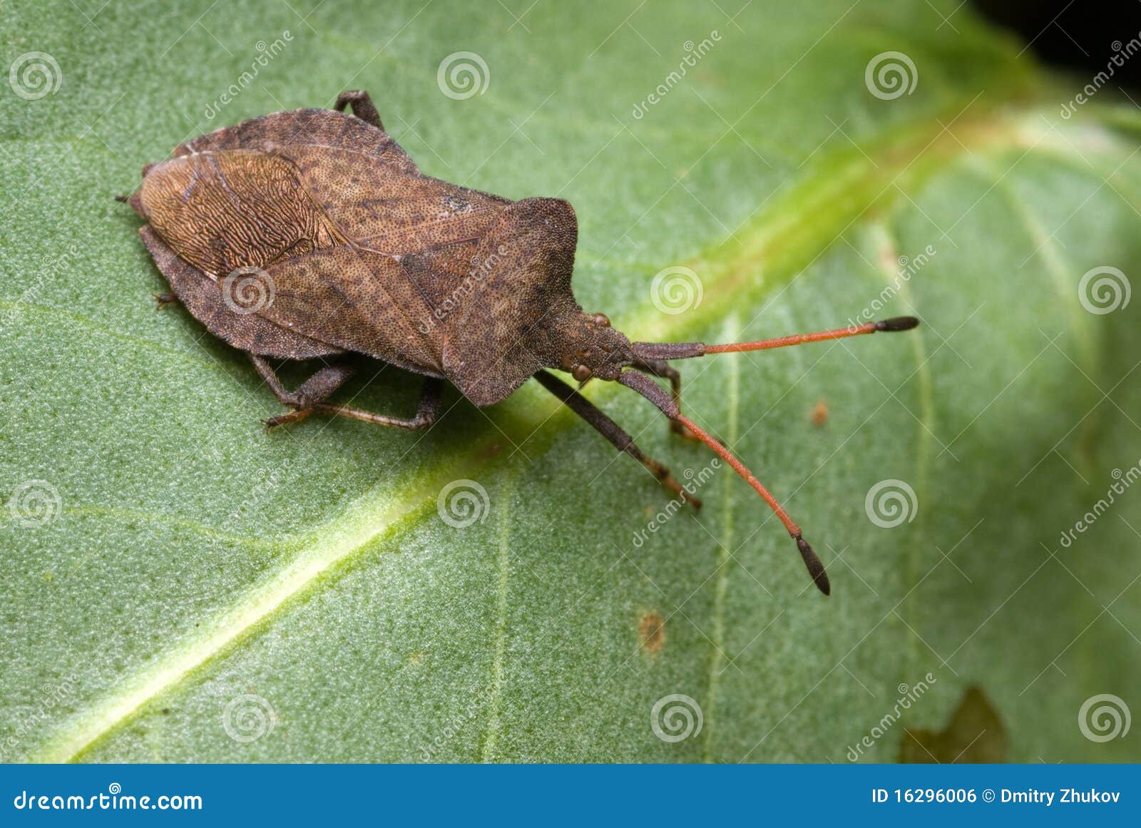 Coreus Marginatus, Dock Bug. Coreus Marginatus Is A Herbivorous Species ...