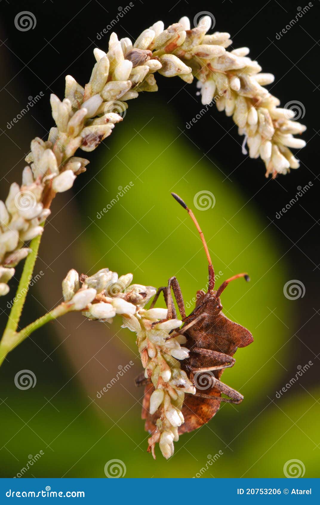 Coreus Marginatus, Dock Bug. Coreus Marginatus Is A Herbivorous Species ...