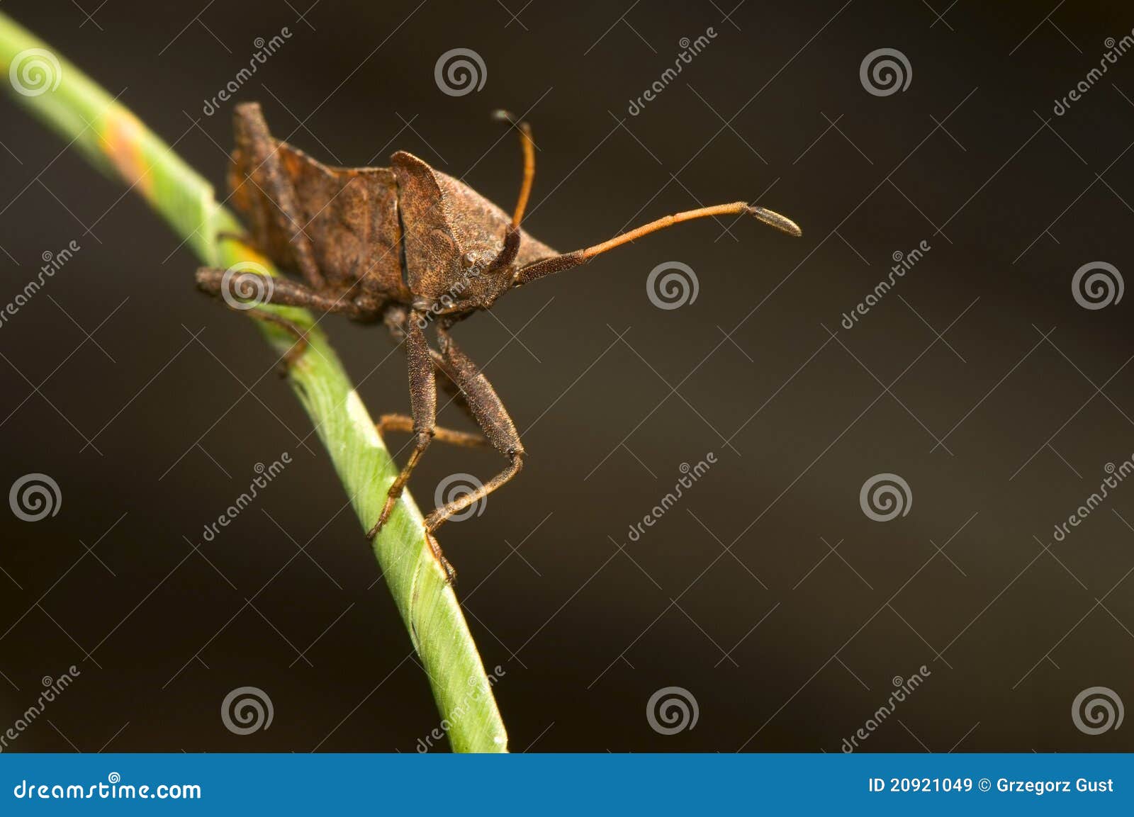 Coreus marginatus stock image. Image of arthropoda, nature - 20921049