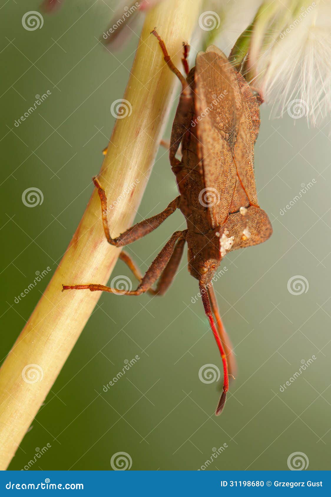 Coreus marginatus stock photo. Image of insect, coreus - 31198680