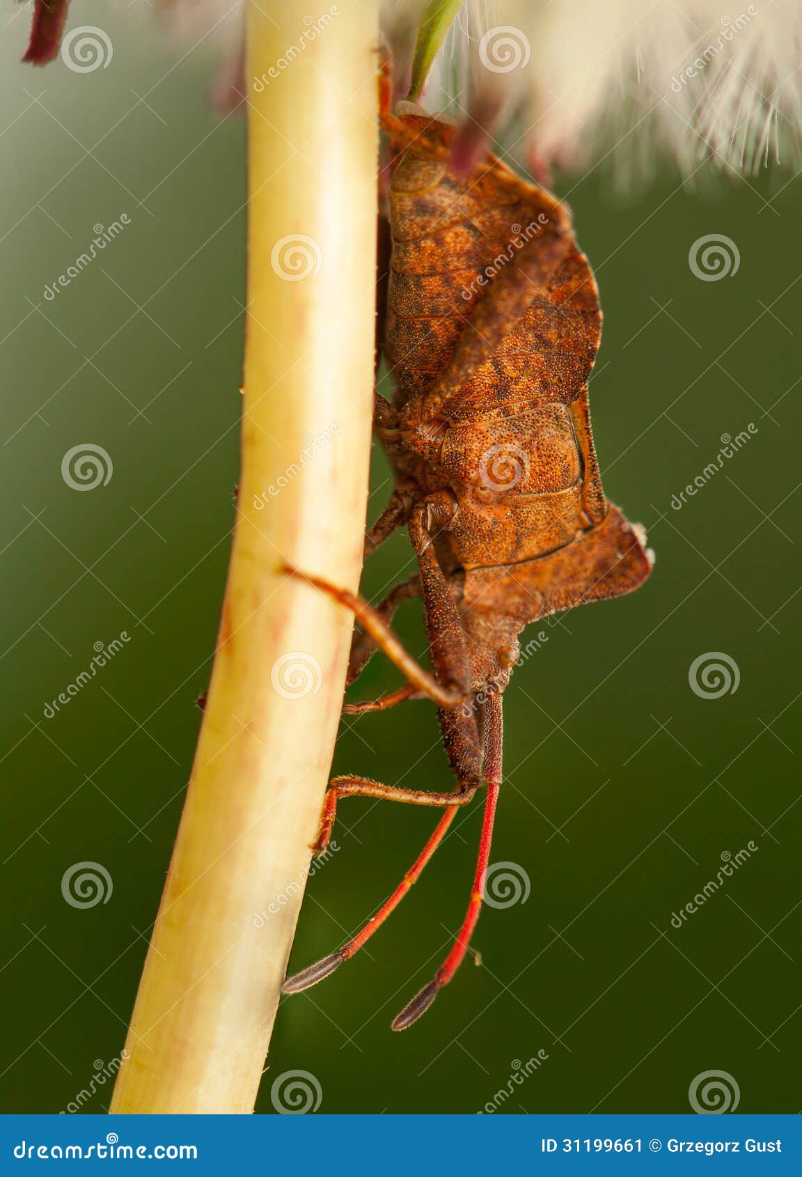 Coreus marginatus stock image. Image of beetle, cutout - 31199661