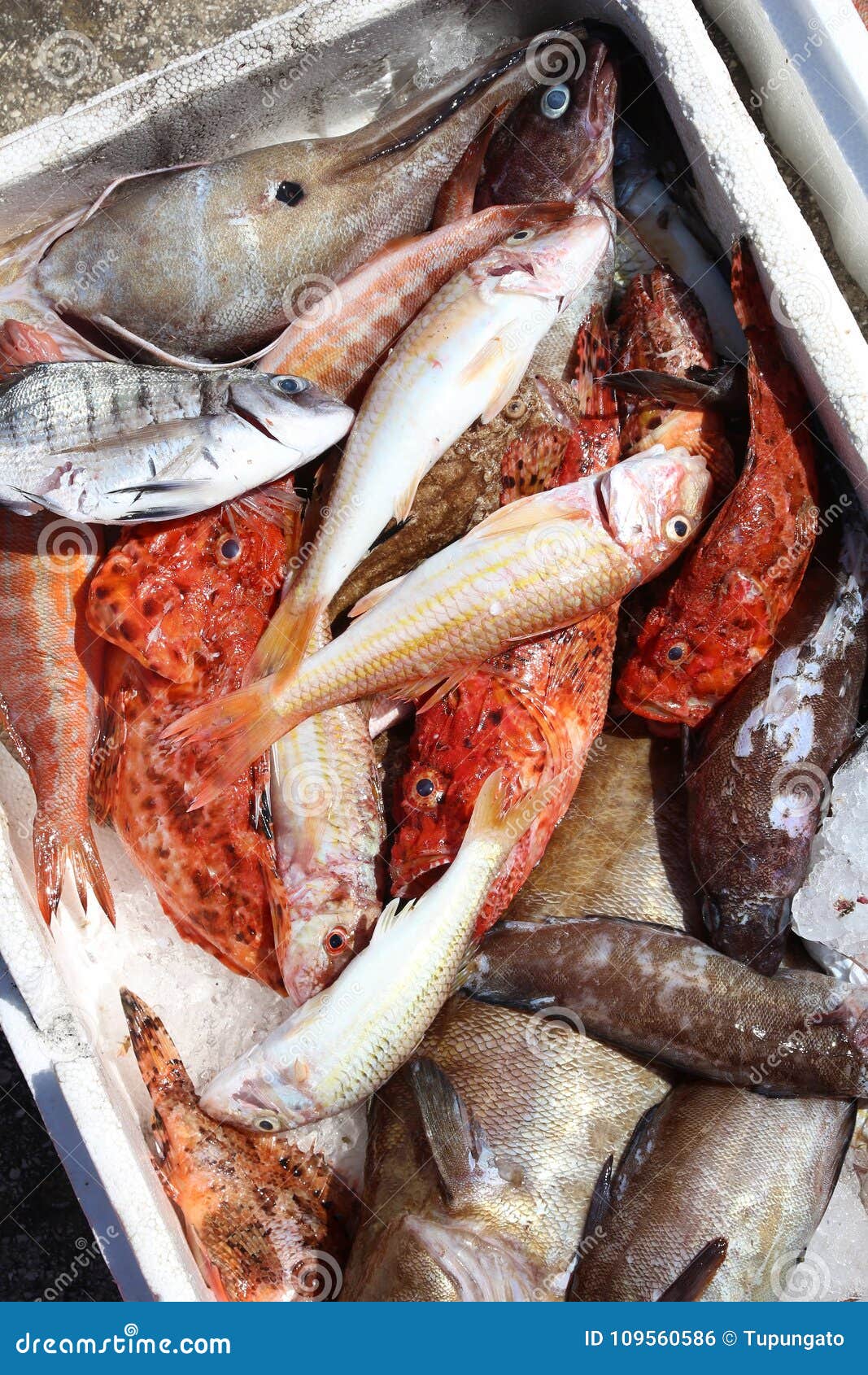 Corfu fresh fish stock photo. Image of market, local - 109560586