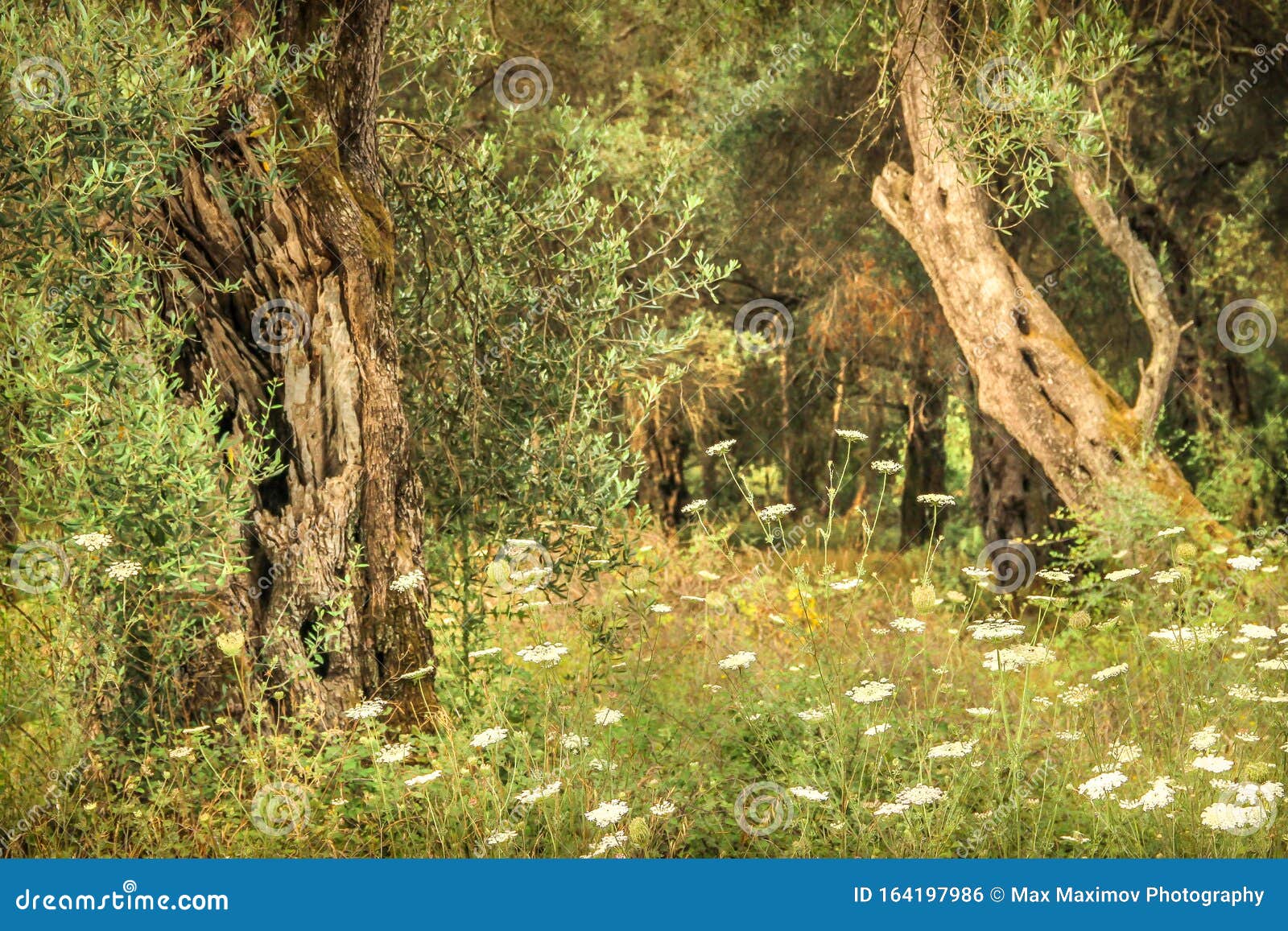 Corfu Island, Greece - Olive Tree Forest Meadow on Corfu Island Stock ...