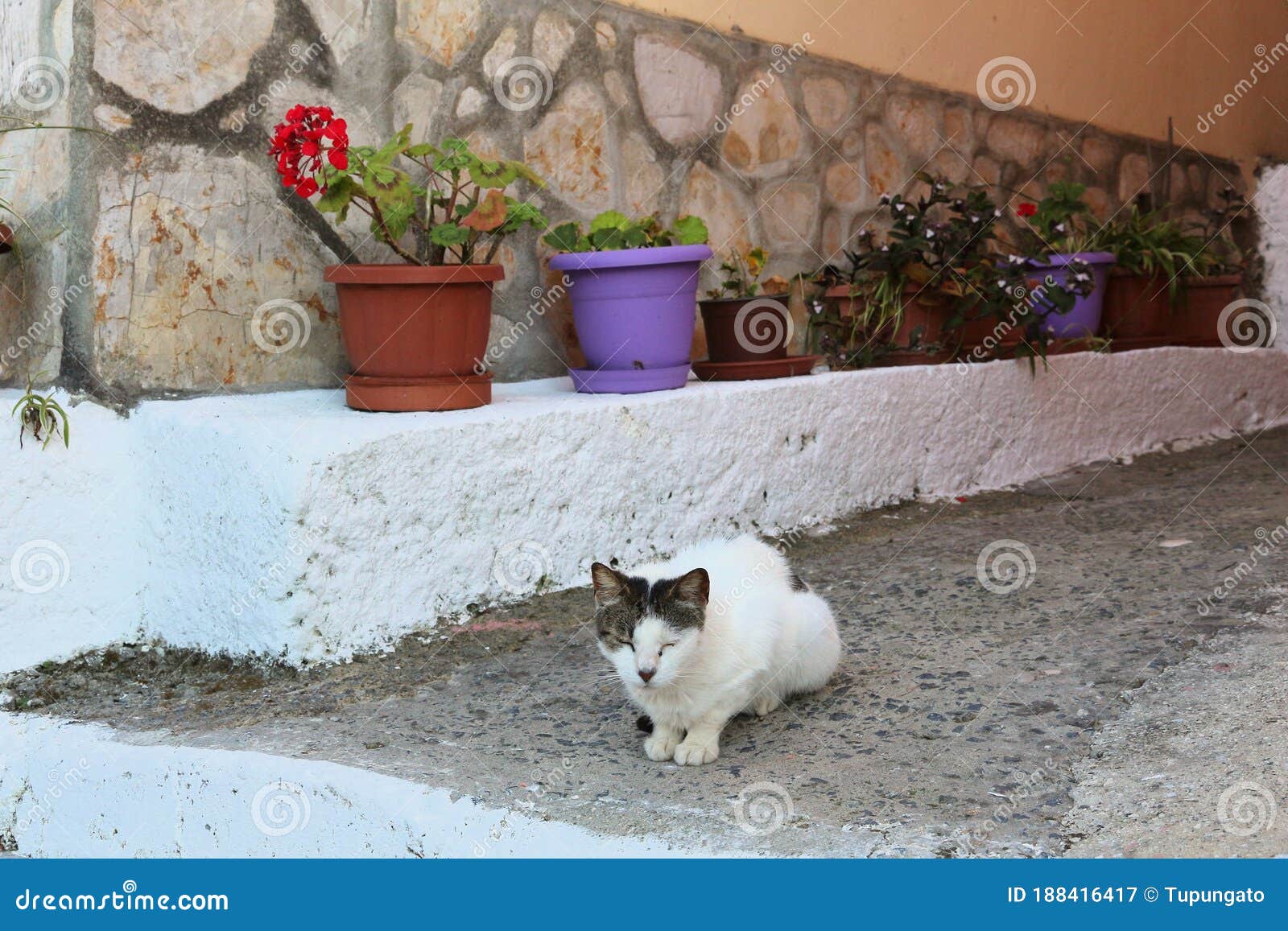 Corfu town cat stock image. Image of flowerpot, tabby - 188416417
