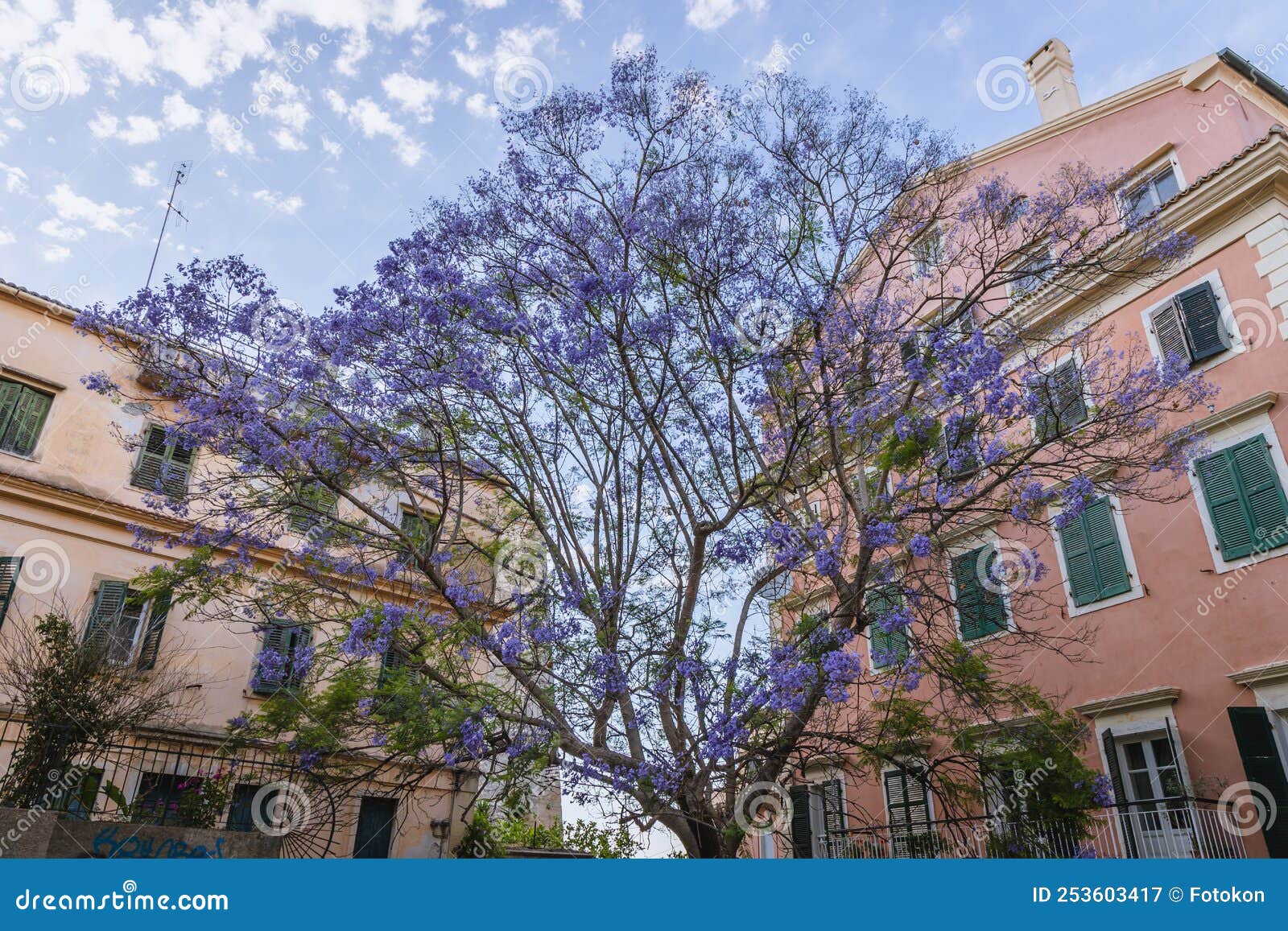 In Corfu town, Greece stock image. Image of fern, blue - 253603417