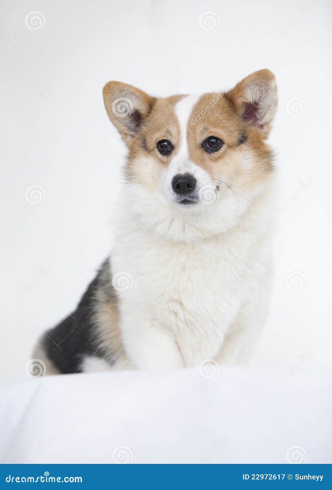 Corgi dog stock image. Image of master, happy, curious - 22972617