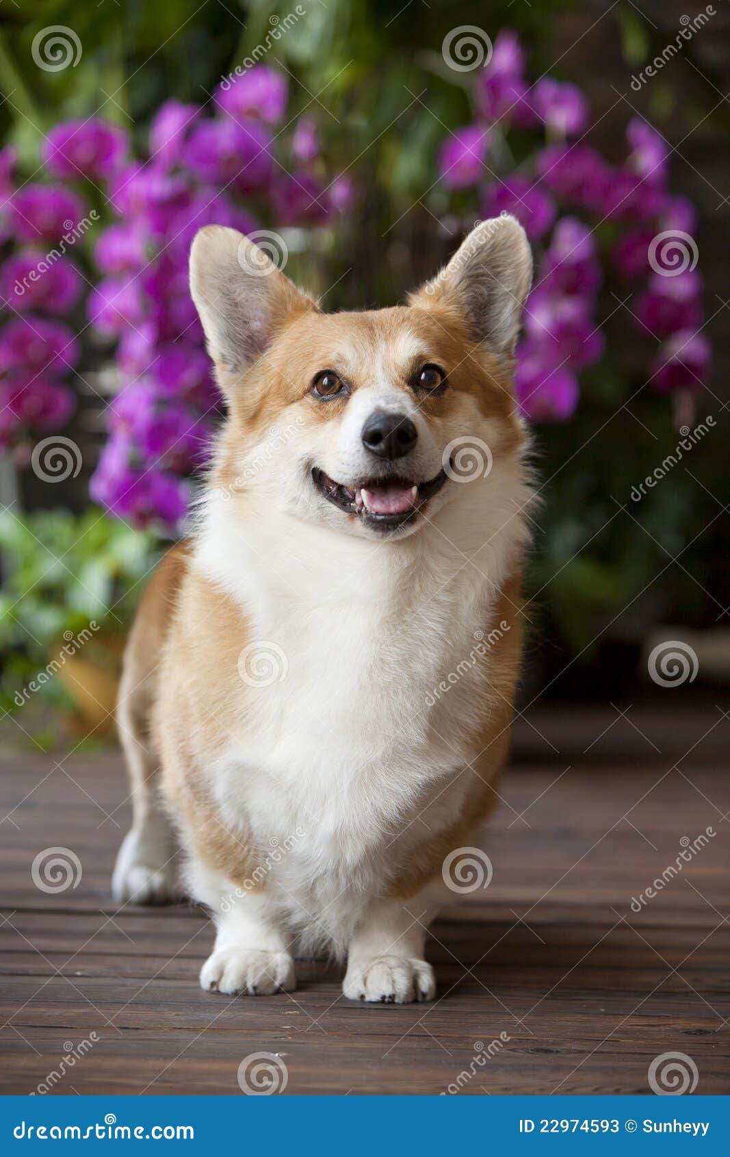 Corgi dog stock image. Image of love, mammal, active - 22974593