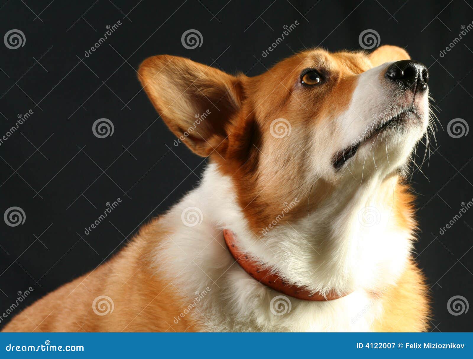 Corgi Dog stock image. Image of upward, corgi, brown, pensive - 4122007