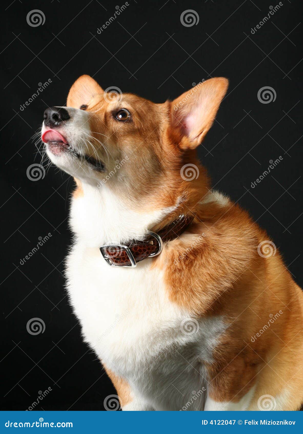 Corgi Dog stock image. Image of brown, pensive, long, opened - 4122047