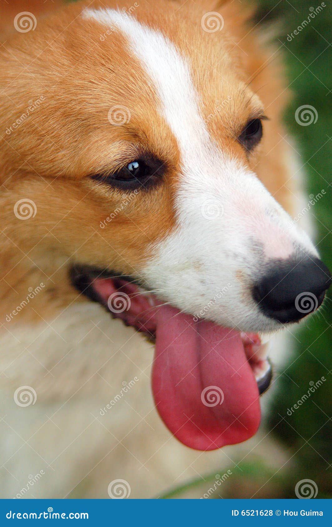 Corgi dog stock photo. Image of doggies, long, bred, compete - 6521628