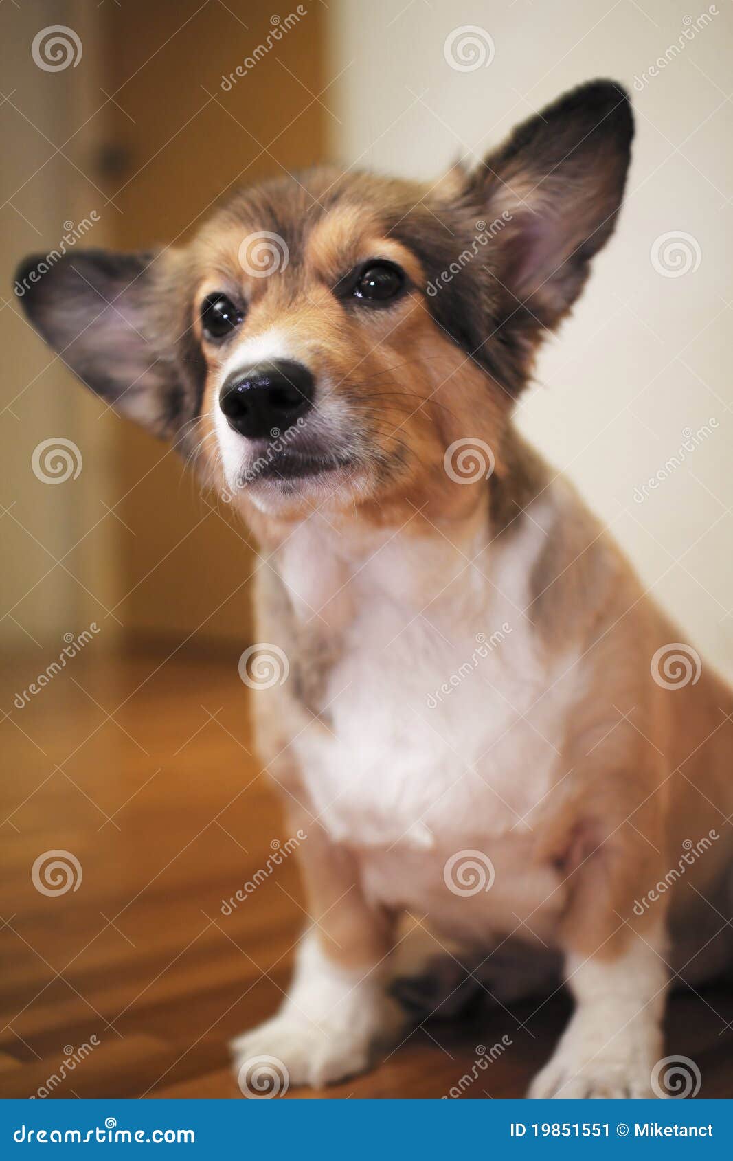 Corgi dog alert stock image. Image of attention, animal - 19851551