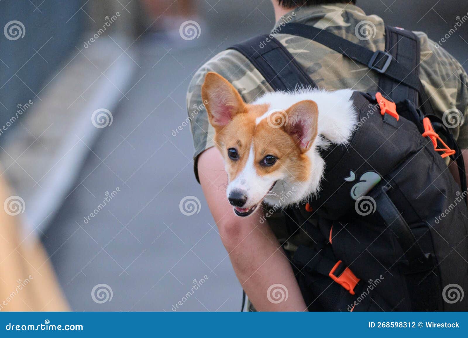 Corgi dog on back of male stock photo. Image of corgi - 268598312